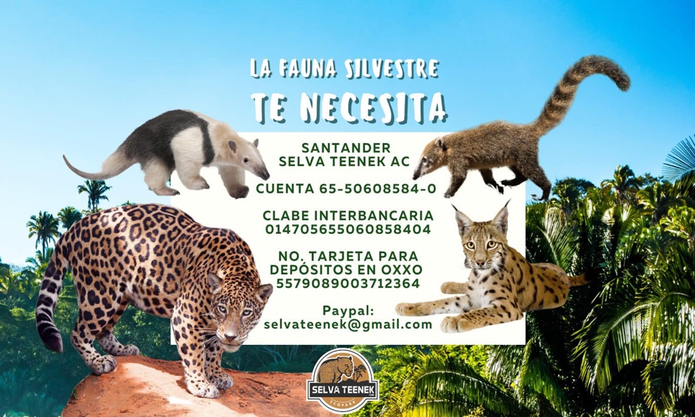 Activa campaña de recaudación para la Selva Tenek Ecopark Activa campaña de recaudación para la Selva Tenek Ecopark